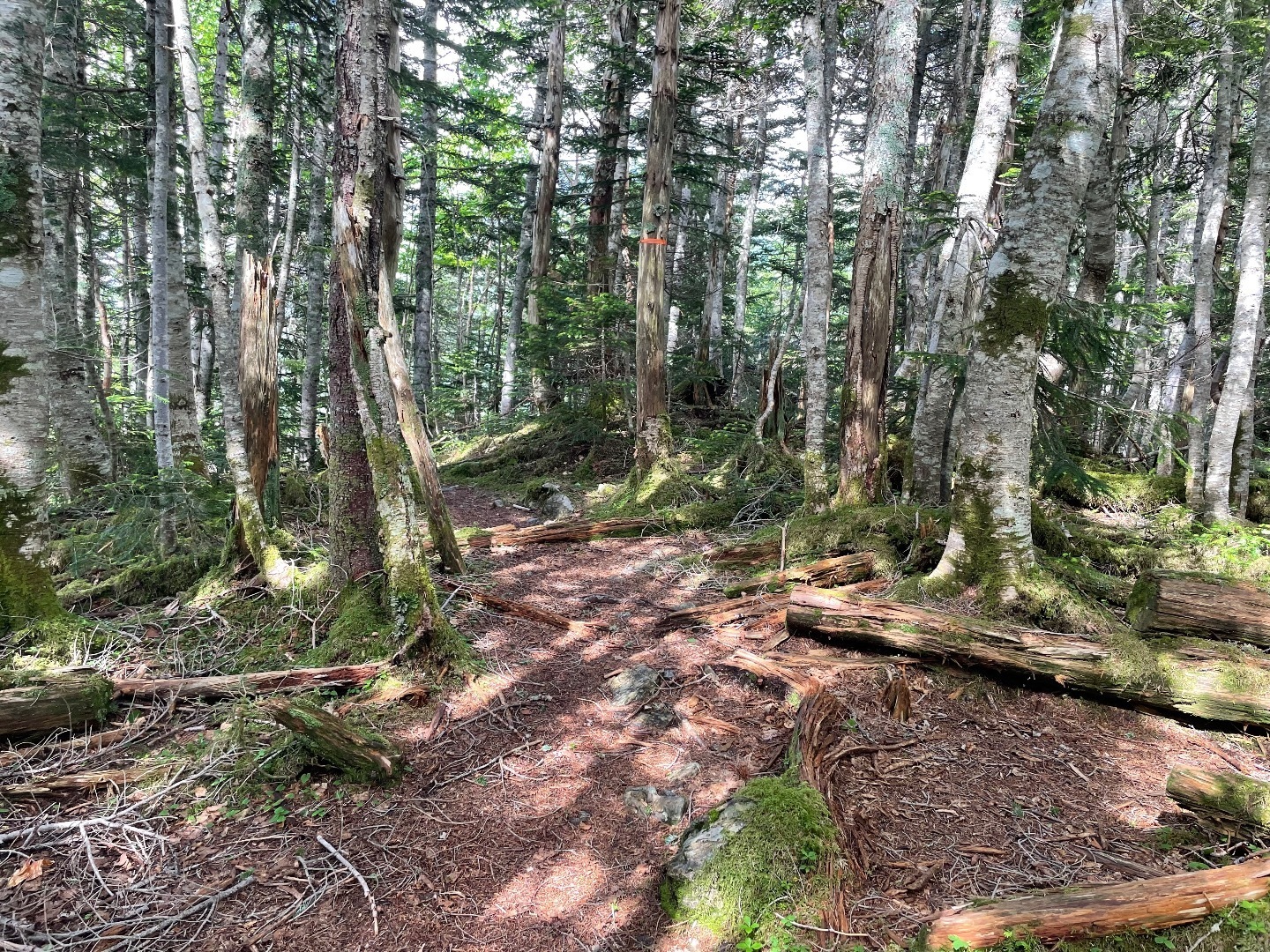 【TJAR2024を望む】南ア2泊3日山行で得たもの②: 突っ込め 突っ込め わ～お！